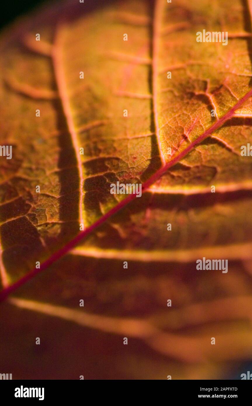 Detail of veins of autumn leaves Stock Photo - Alamy
