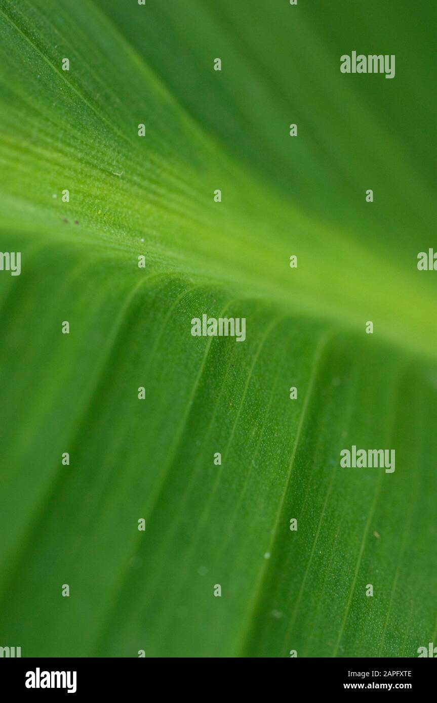 Leaf rib hi-res stock photography and images - Alamy