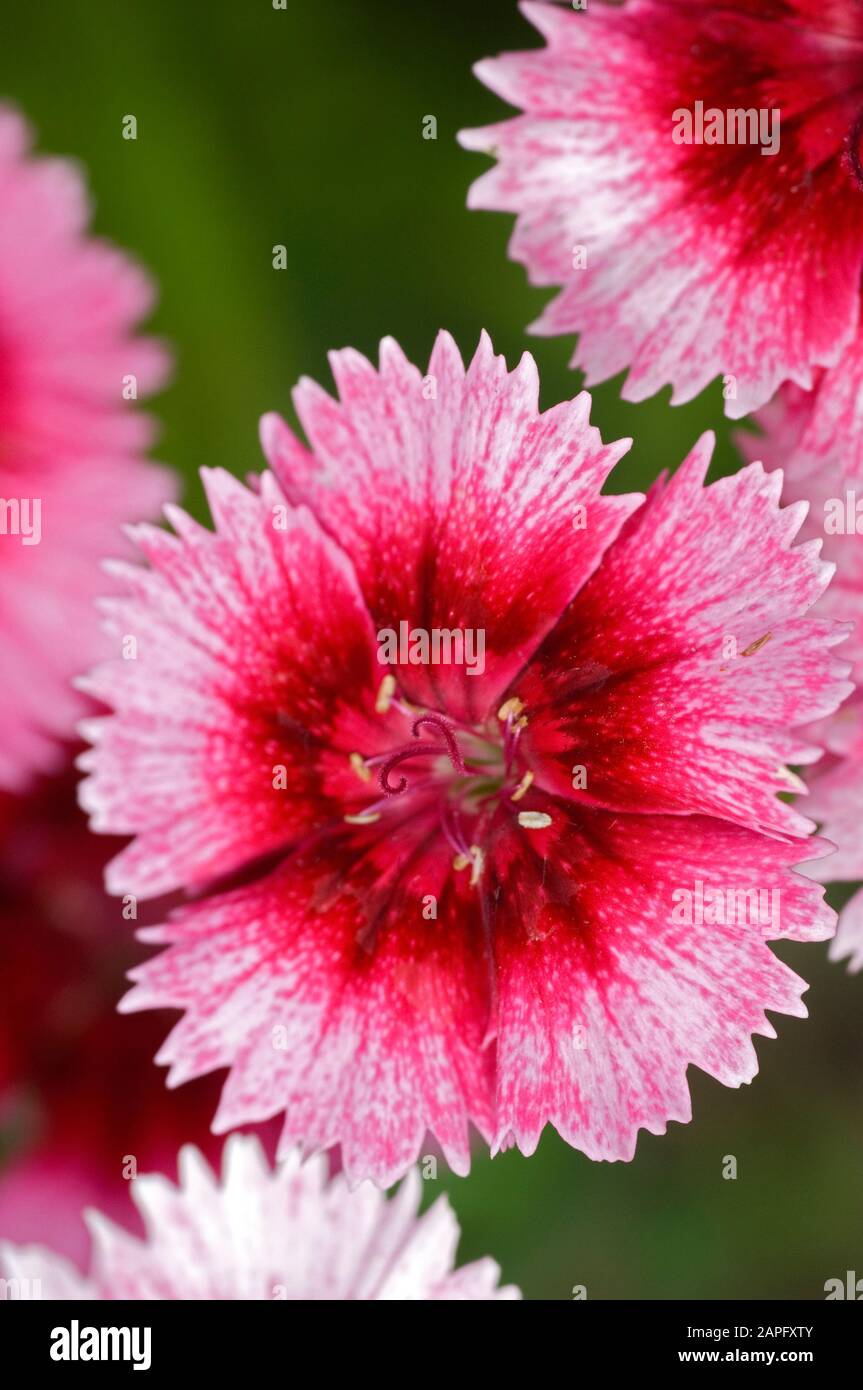 Pink (Dianthus barbatus x chinensis), flower Stock Photo - Alamy