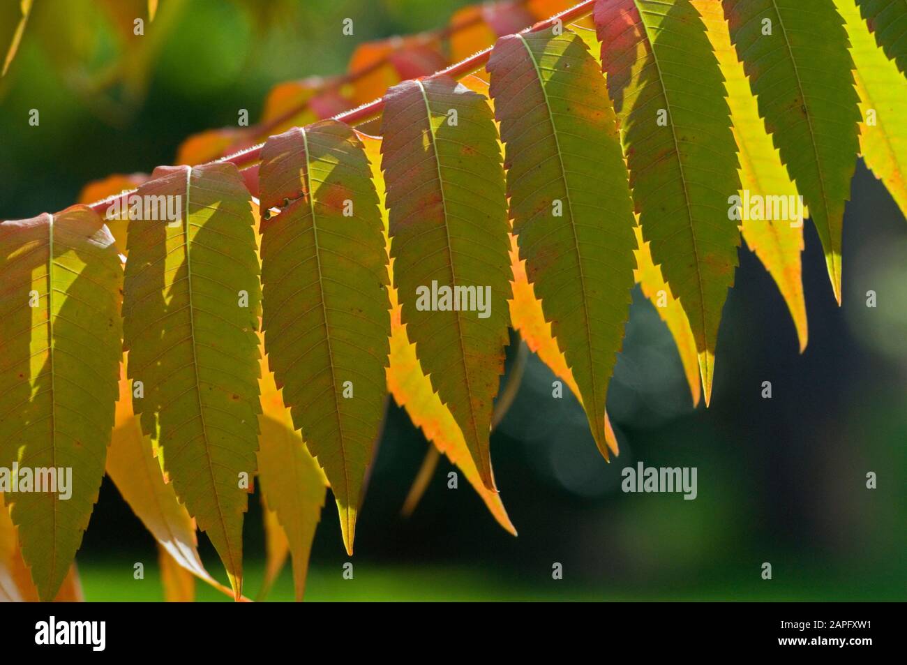 Staghorn Sumac (Rhus typhina) leaves in autumn Stock Photo - Alamy