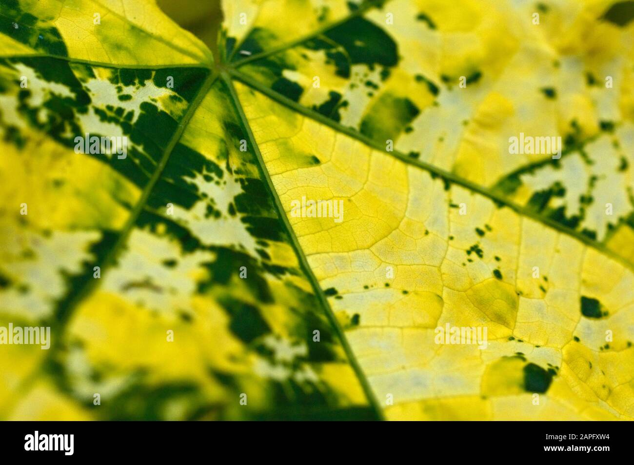 Rib of a leaf hi-res stock photography and images - Alamy