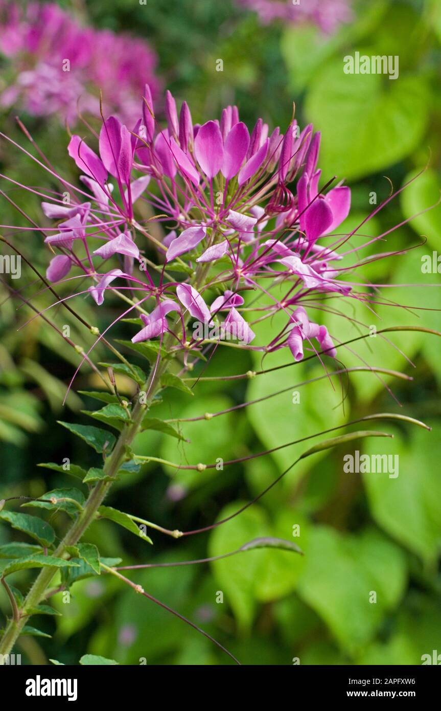 Cleome hassleriana spider flower cleome hi-res stock photography and ...