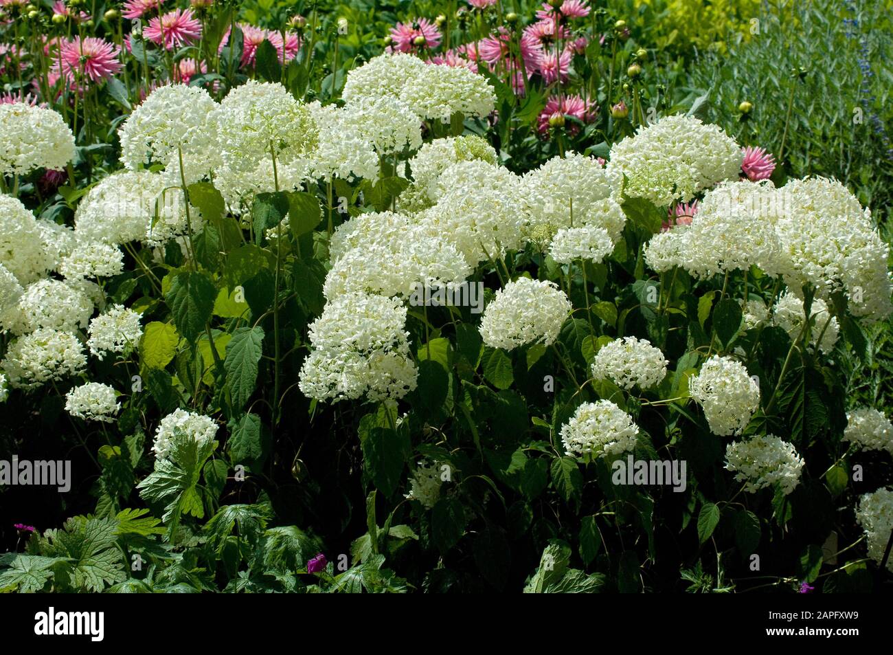 Smooth hydrangea (Hydrangea arborescens) 'Annabelle' in bloom Stock ...