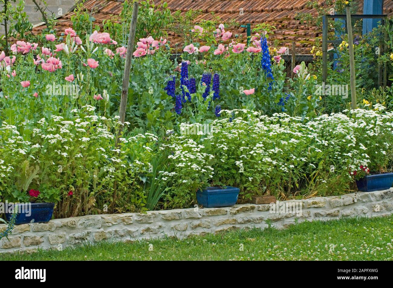 Spring flower bed: Oriental poppy (Papaver orientale), Tansy (Tanacetum ...