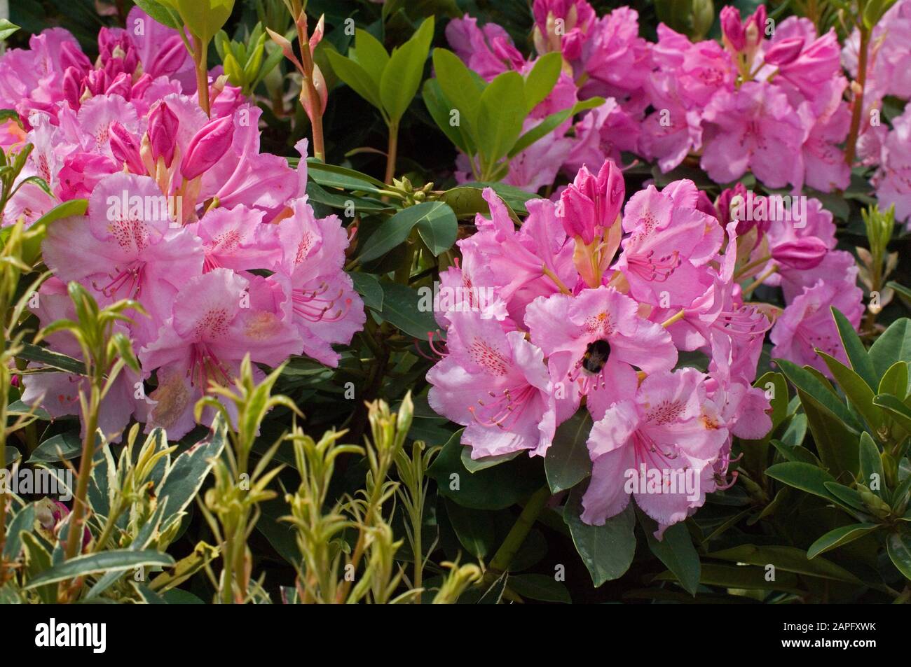 Hybrid Rhododendron (Rhododendron sp) 'Pink Perfection' in bloom Stock ...