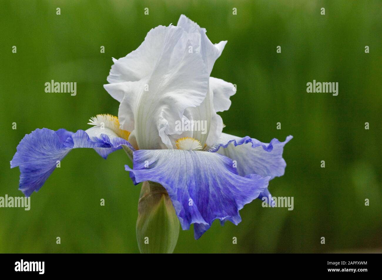 Iris germanica hi-res stock photography and images - Alamy