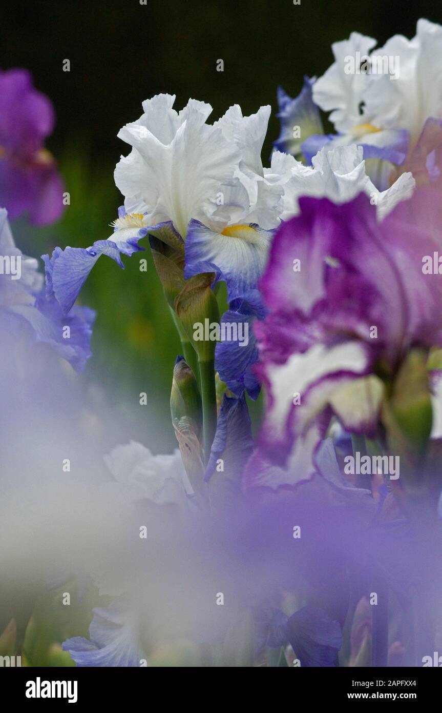 German Iris (Iris germanica) 'Shipshape' in bloom Stock Photo - Alamy