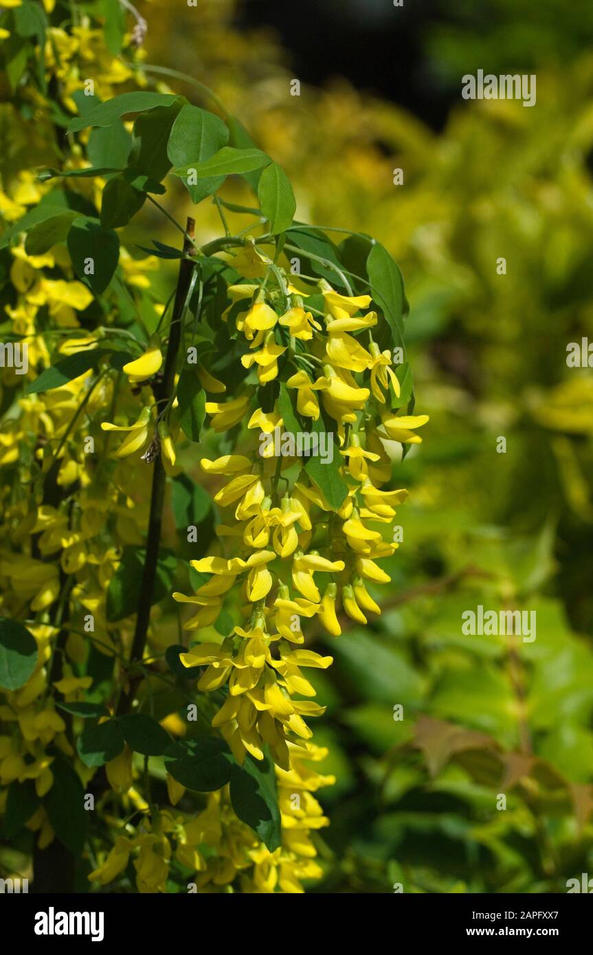 Goldenchain Tree (Laburnum x watereri) 'Vossii' in bloom Stock Photo ...
