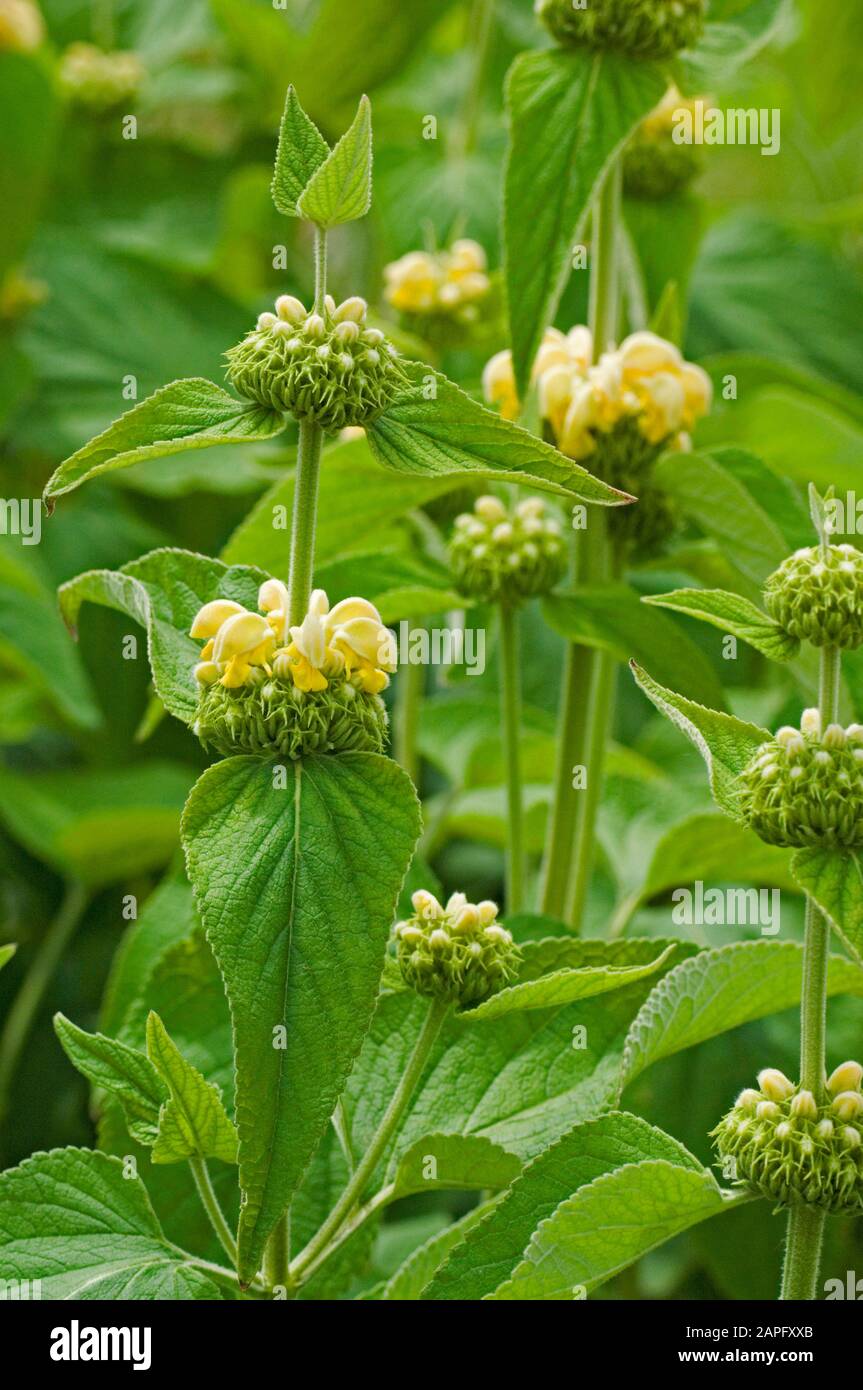 Turkish sage (Phlomis russeliana) in bloom Stock Photo - Alamy