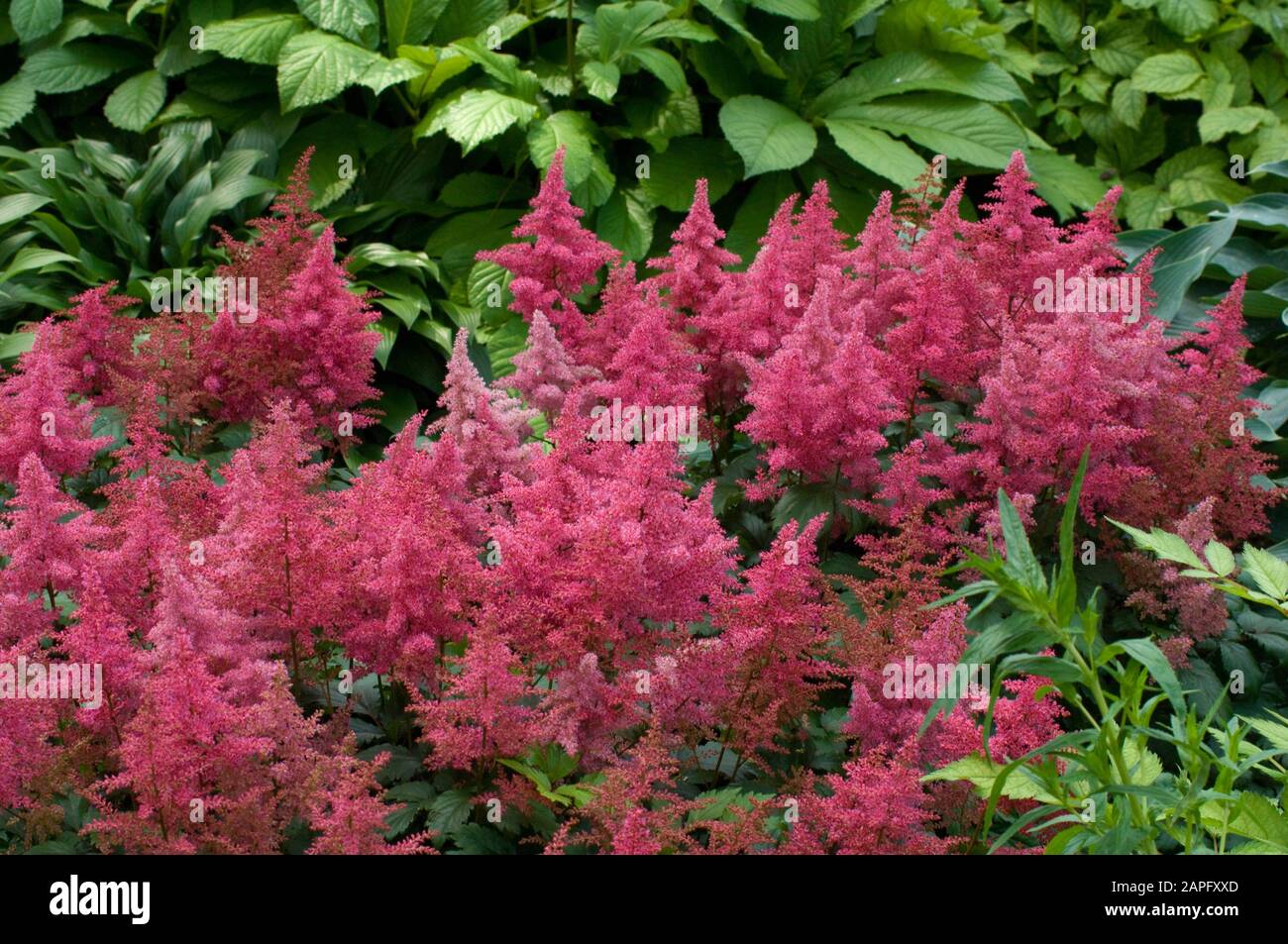 Japanese astilbe (Astilbe japonica) 'Laura' in bloom Stock Photo - Alamy