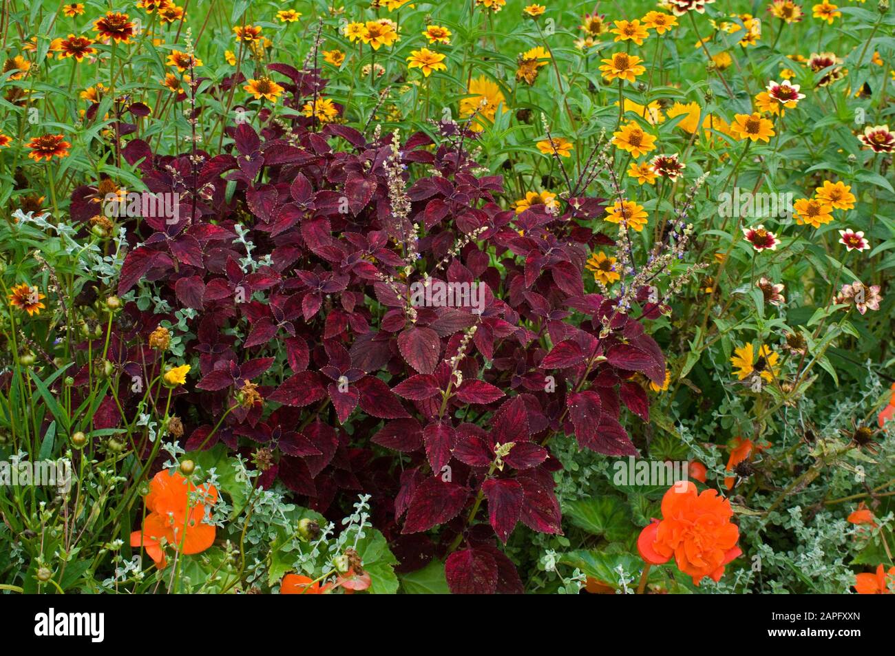 Coleus (Solenostemon sp) in a flower bed Stock Photo - Alamy