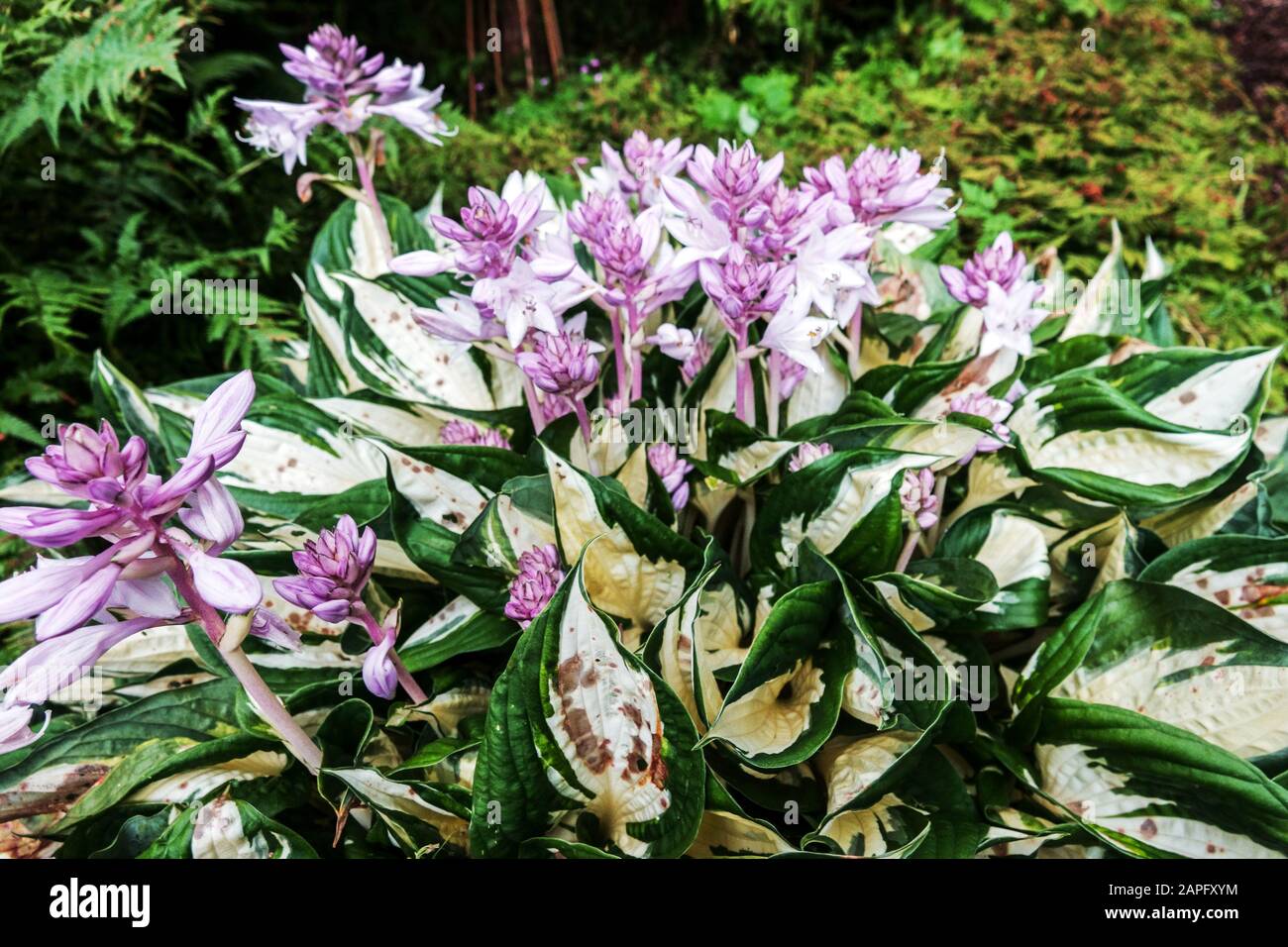 Hosta Fire and Ice Hostas Stock Photo - Alamy