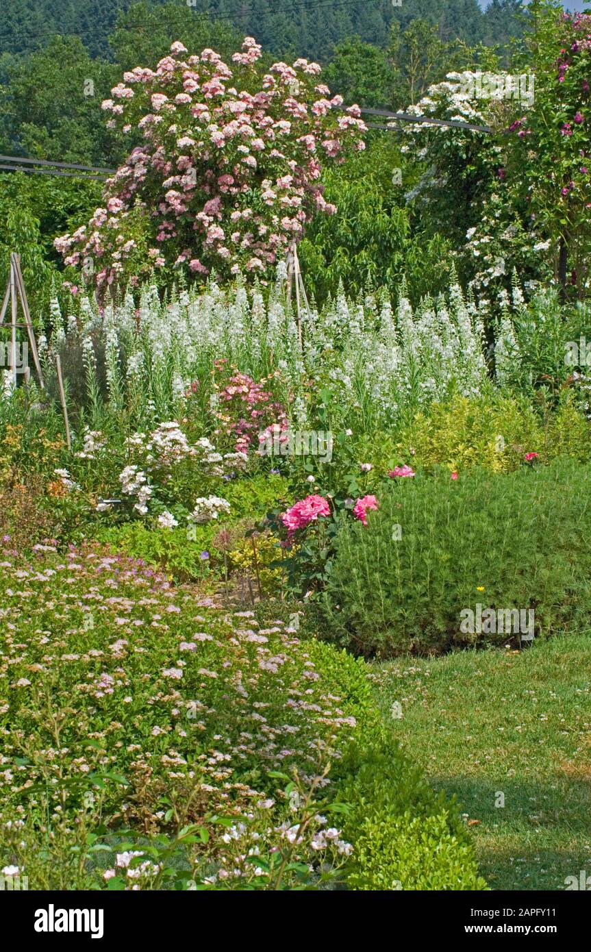 Spiraea sp hi-res stock photography and images - Alamy