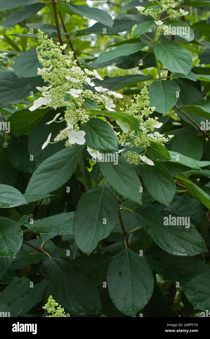 Hydrangea paniculata kyushu hi-res stock photography and images - Alamy