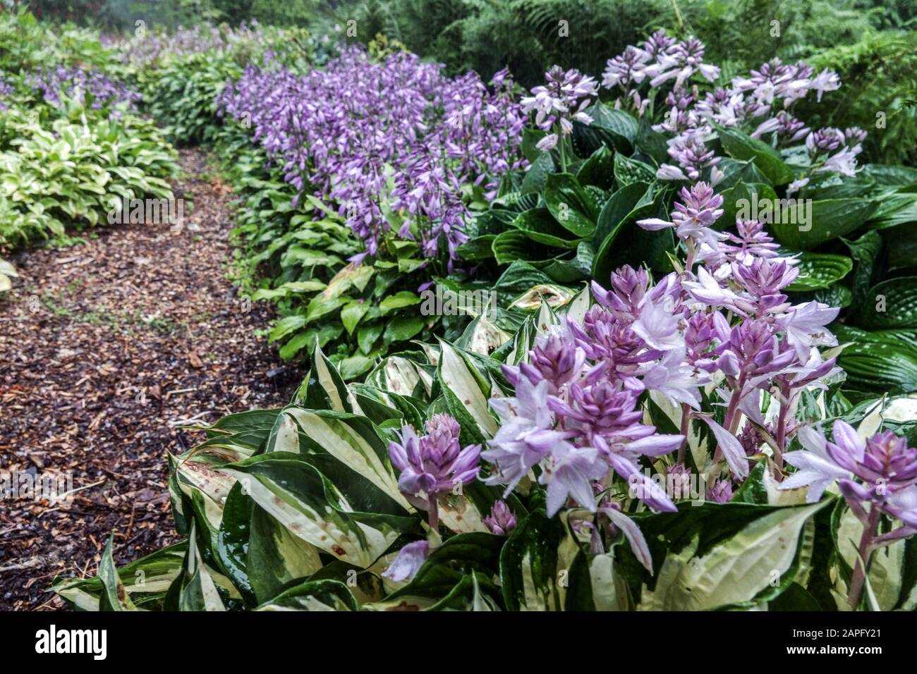 Hosta "Fire and Ice", Hostas garden border flowers Stock Photo - Alamy