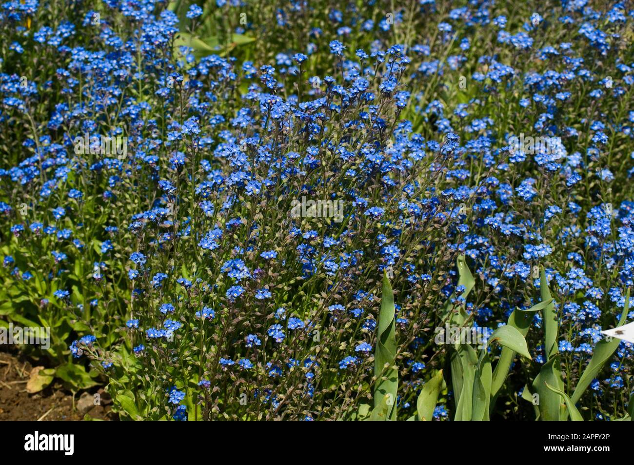 Alpine Forget-me-not (Myosotis alpestris) in bloom Stock Photo - Alamy