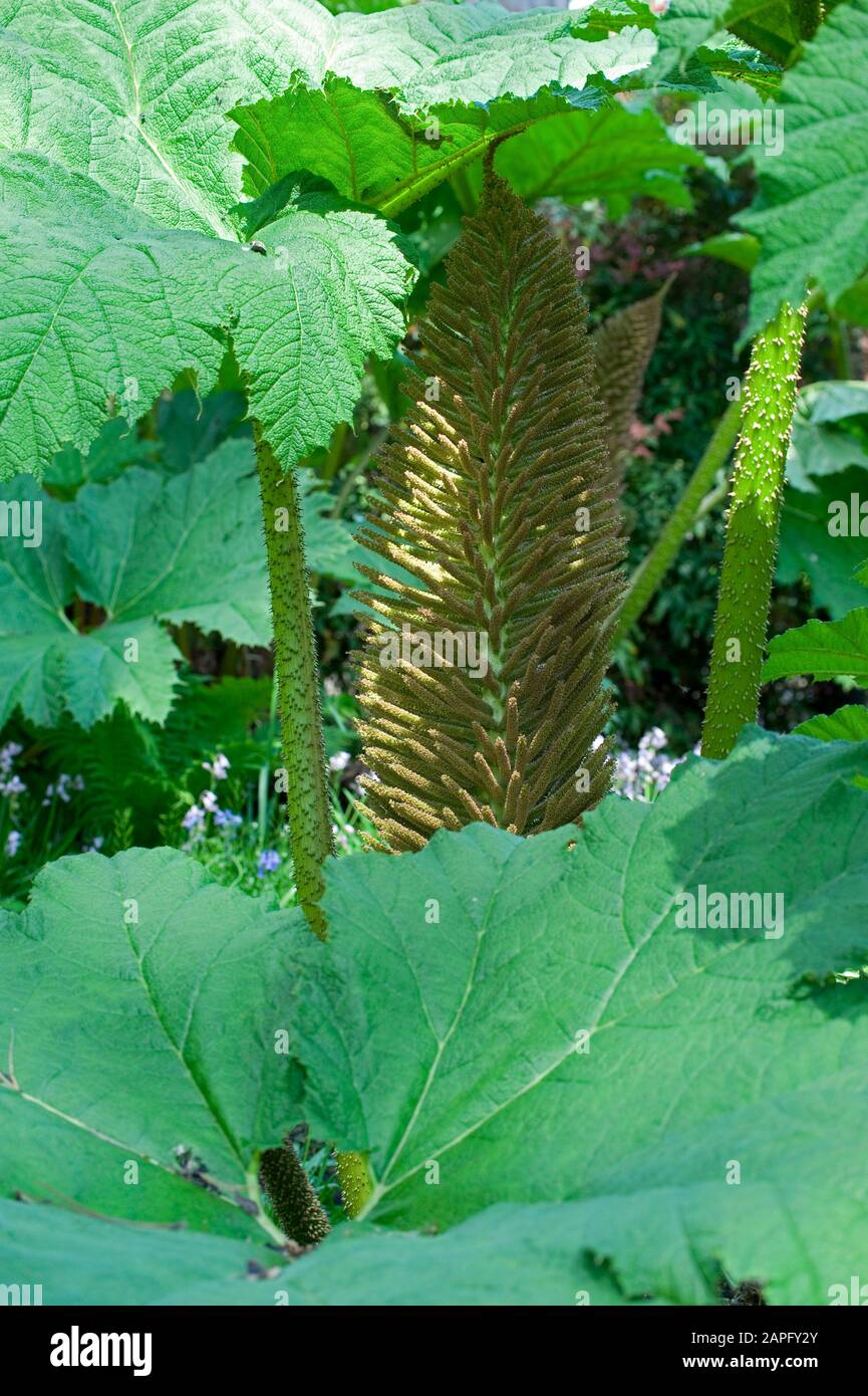 Giant rhubarb (Gunnera manicata) inflorescence Stock Photo - Alamy