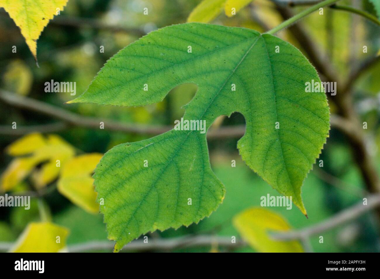 Broussonetia papyrifera hi-res stock photography and images - Alamy