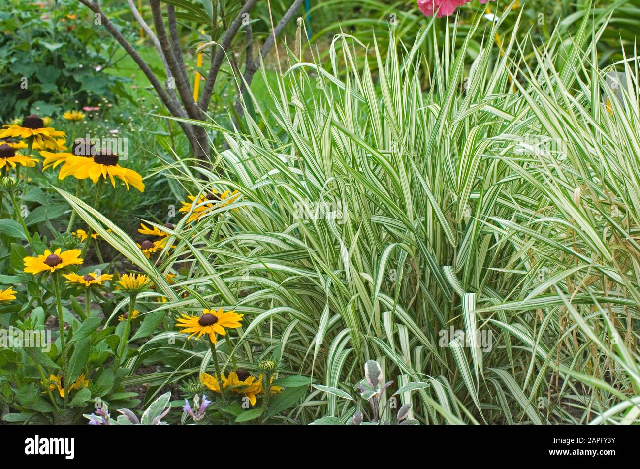 Canary grass (Phalaris arundinacea) 'Feesey' Stock Photo - Alamy
