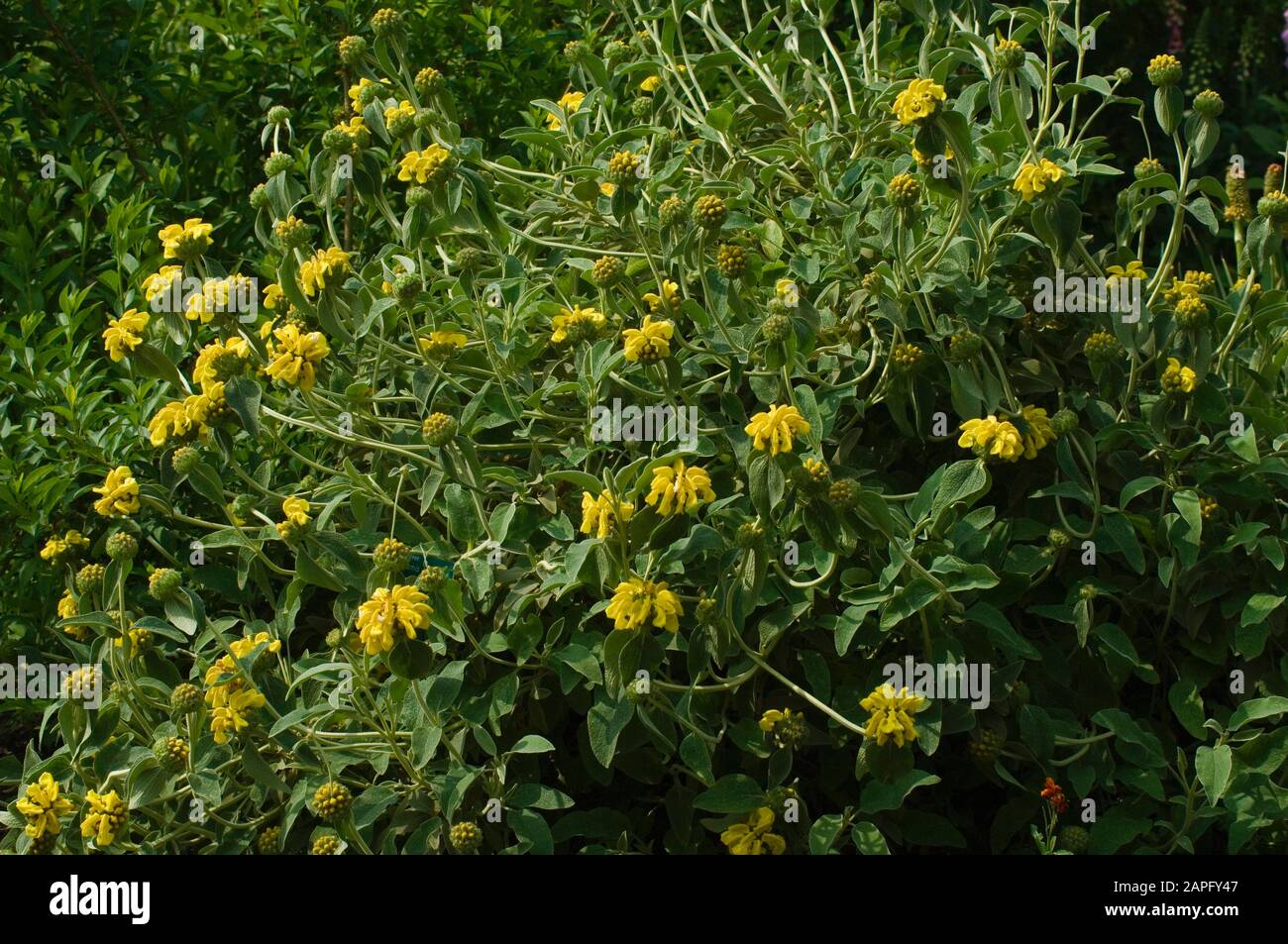 Jerusalem Sage (Phlomis fruticosa) in bloom Stock Photo - Alamy