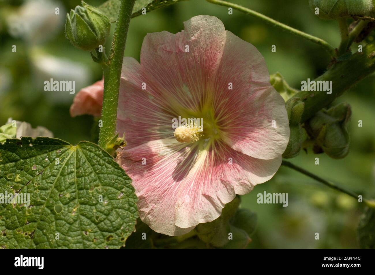 Hollyhock (Alcea rosea), flower Stock Photo - Alamy