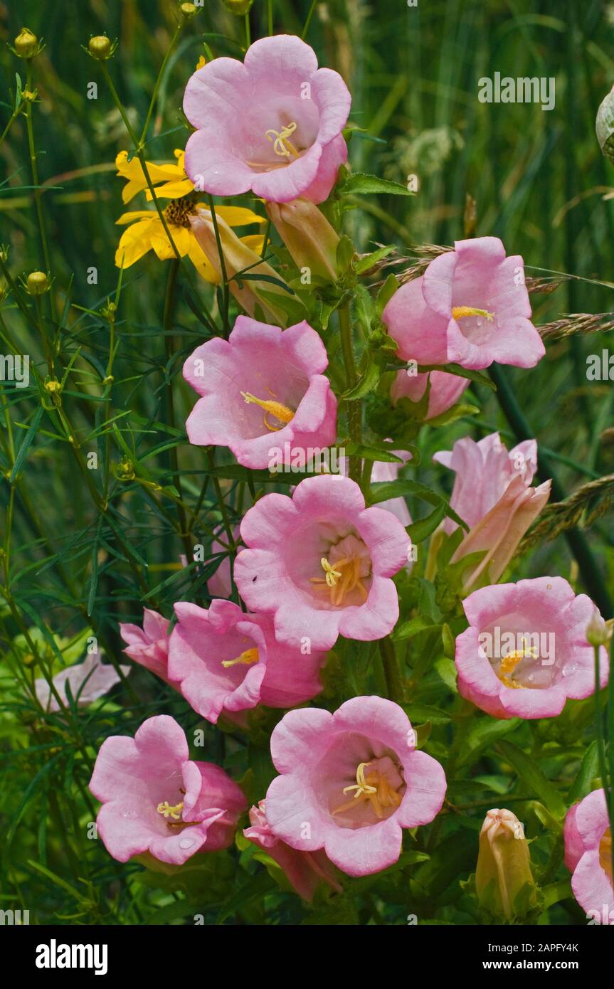 Canterbury Bell (Campanula medium) in bloom Stock Photo - Alamy