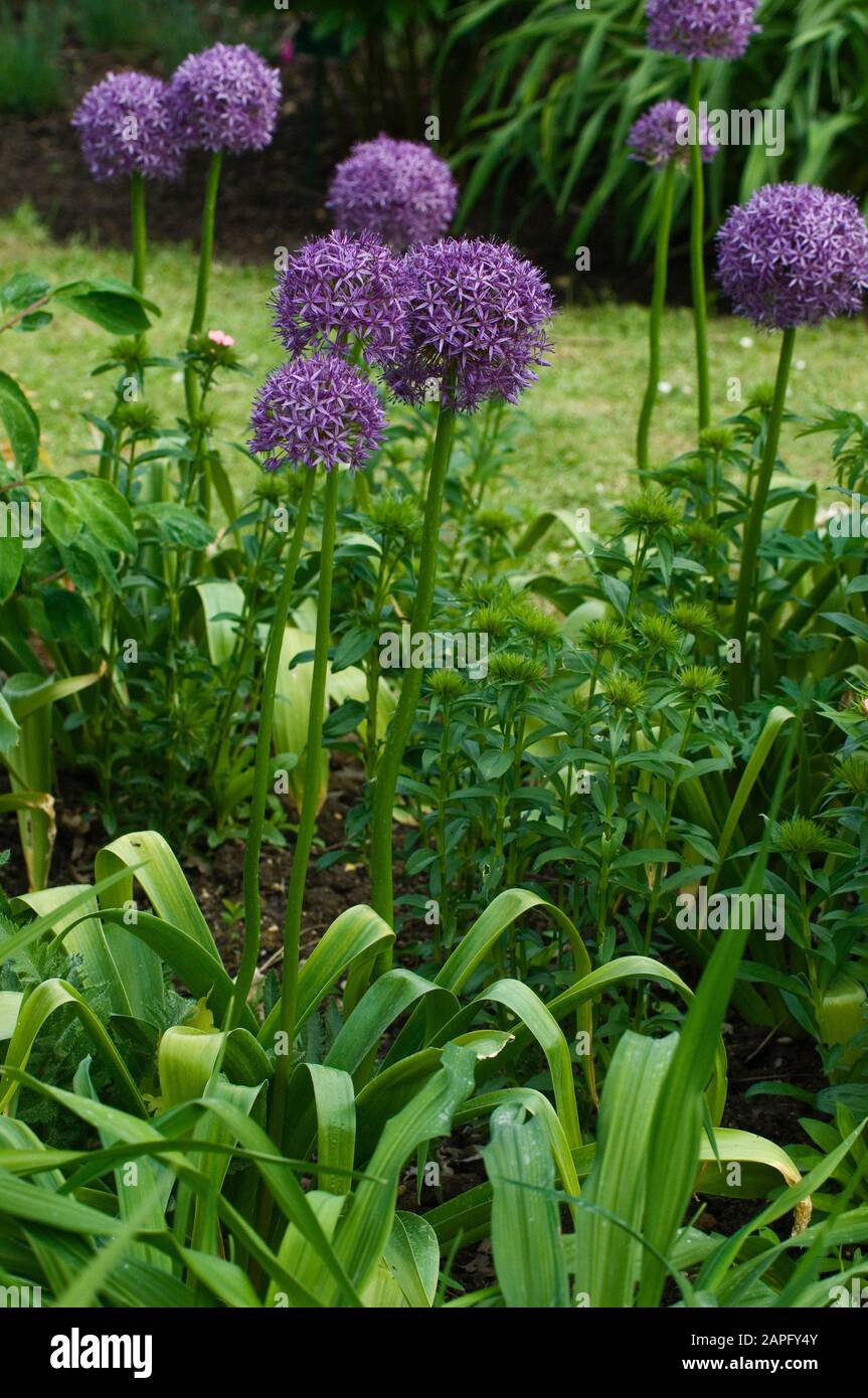 Ornamental garlic (Allium sp 'Globemaster' in flower Stock Photo - Alamy