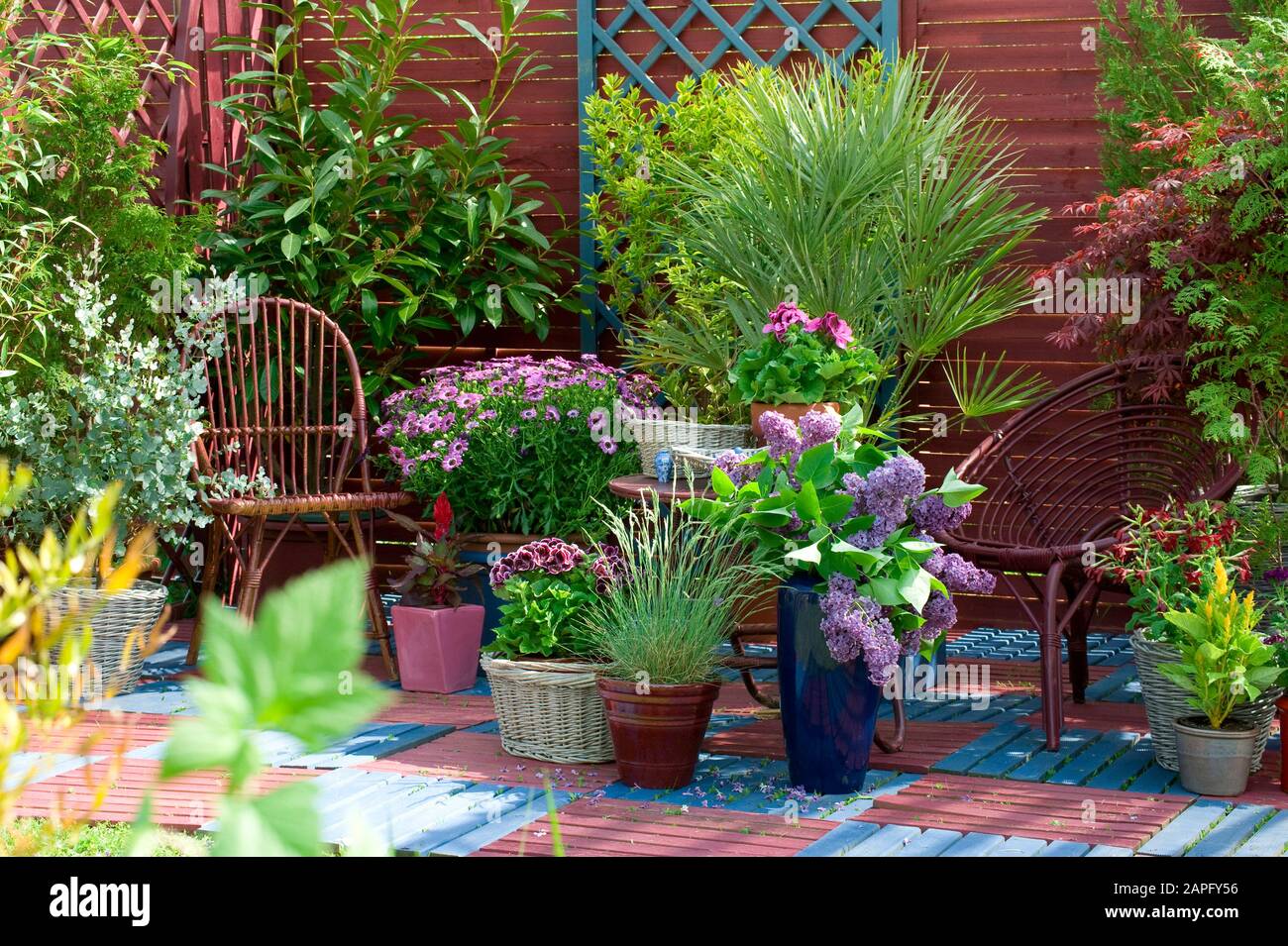 Avena sempervirens hi-res stock photography and images - Alamy