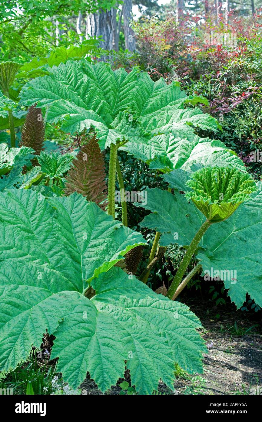 Giant rhubarb (Gunnera manicata) inflorescence Stock Photo - Alamy