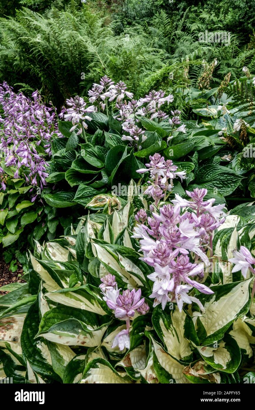 Hosta Fire and Ice Hostas garden foliage Stock Photo - Alamy