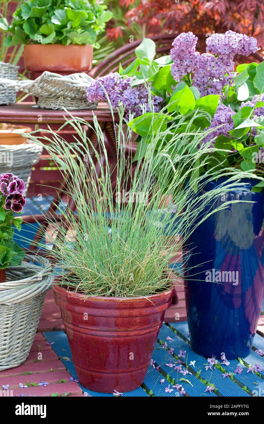 Avena sempervirens hi-res stock photography and images - Alamy