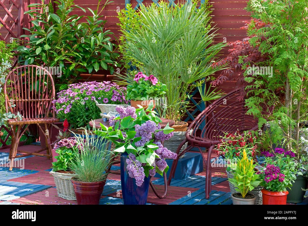 Avena Sempervirens High Resolution Stock Photography and Images - Alamy