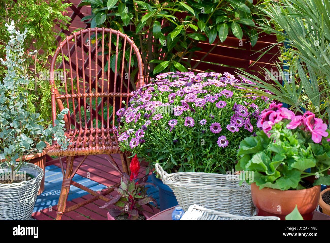 Flowered terrace in spring: Groundsel (Senecio sp) in pot Stock Photo ...