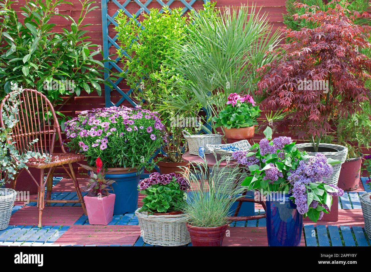 Avena sempervirens hi-res stock photography and images - Alamy