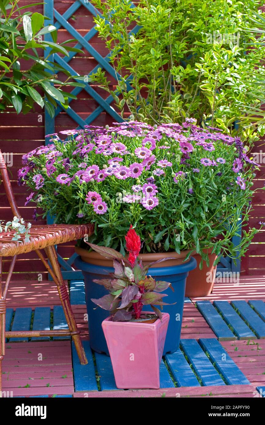 Flowered terrace in spring: Groundsel (Senecio sp) in pot Stock Photo ...