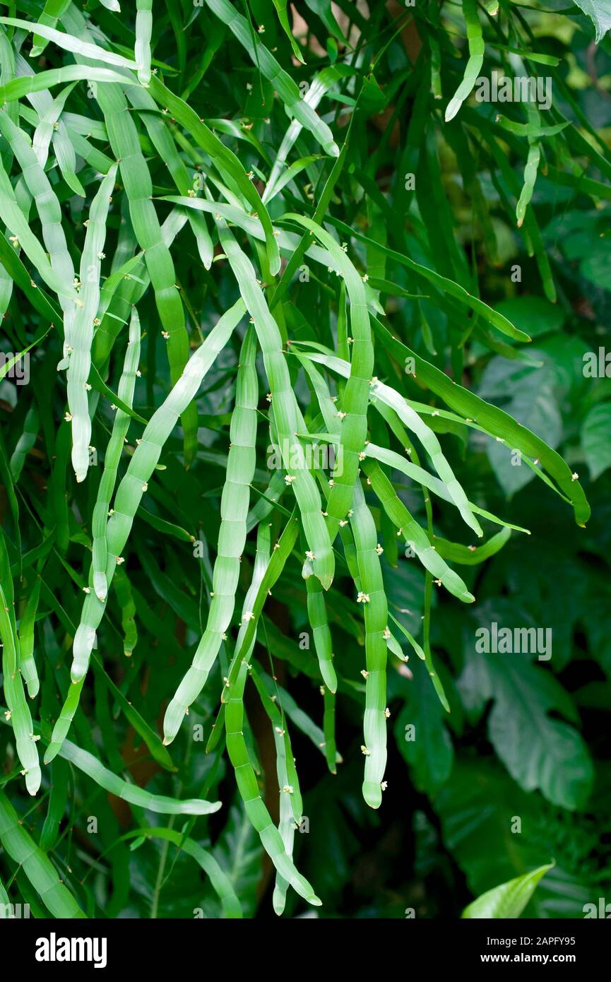 Ribbonbush (Homalocladium platycladum) leaves and flowers Stock Photo ...