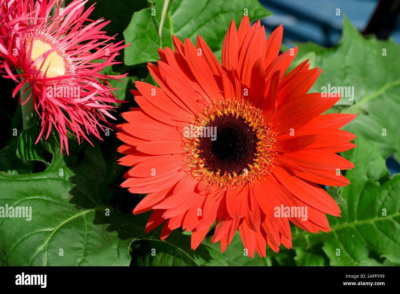 Barberton daisy (Gerbera jamesonii) 'Patio', fleur Stock Photo - Alamy