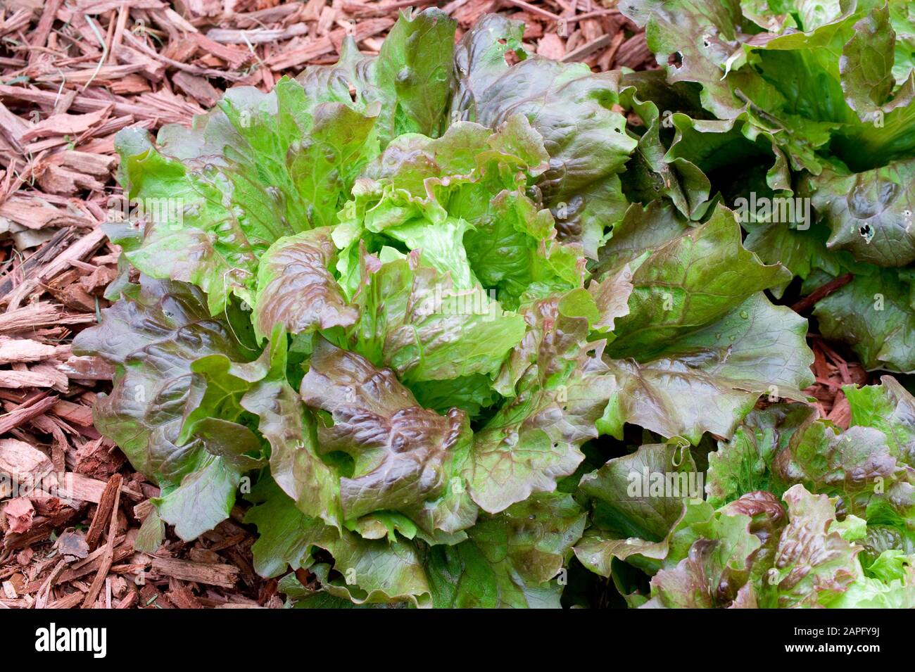 Batavia lettuce 'Rouge Kamikaze' on a colorful ecological wood mulch ...