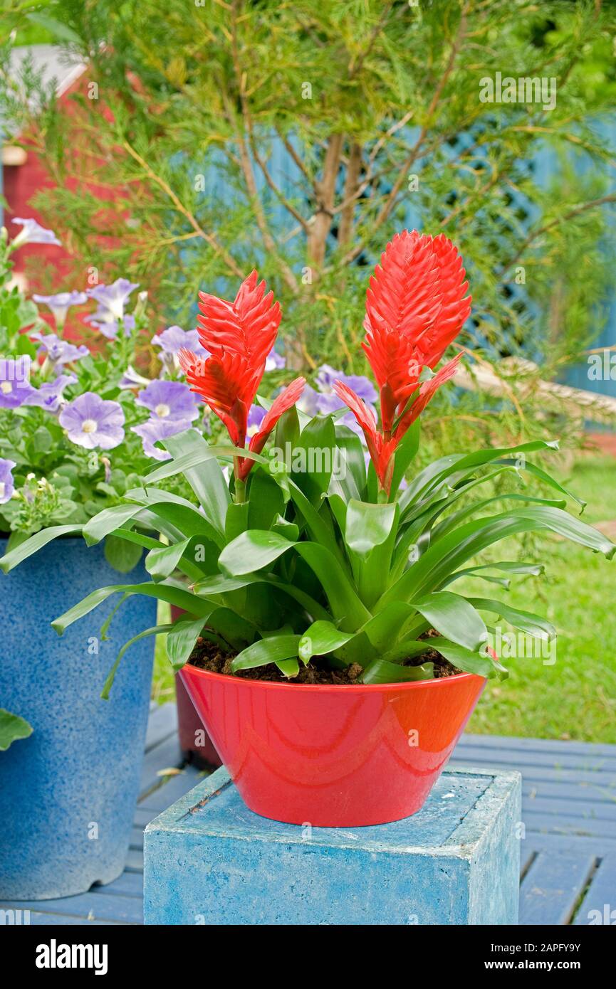 Vriesea (Vriesea sp) in a pot on a terrace Stock Photo - Alamy