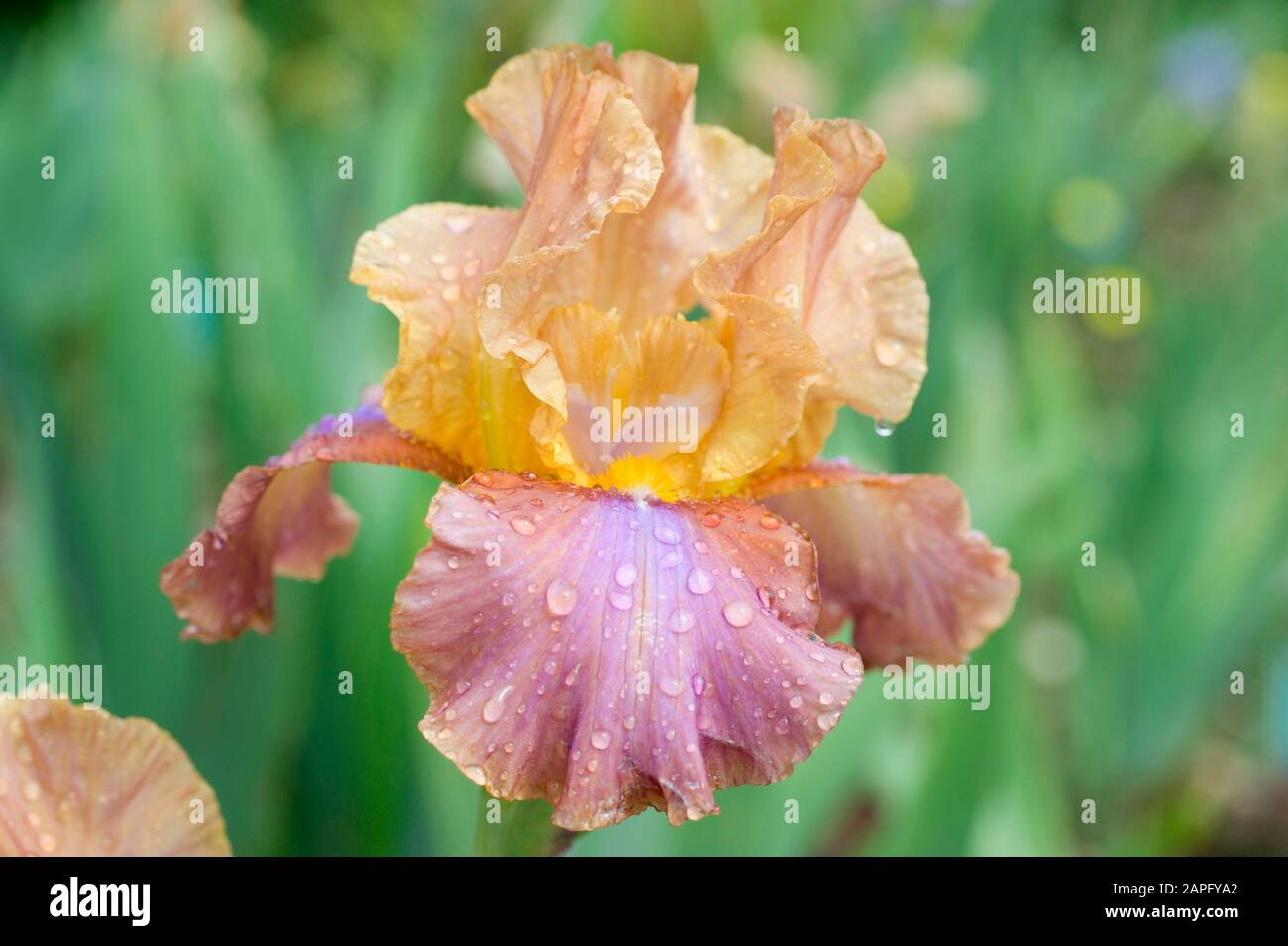 German Iris (Iris germanica) flower Stock Photo - Alamy