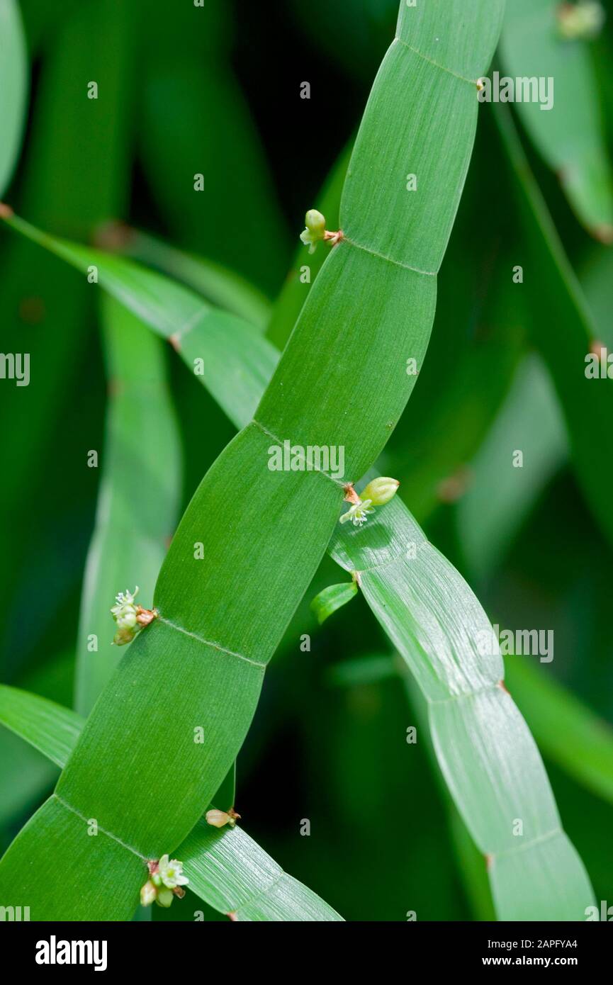 Muehlenbeckia platyclada hi-res stock photography and images - Alamy