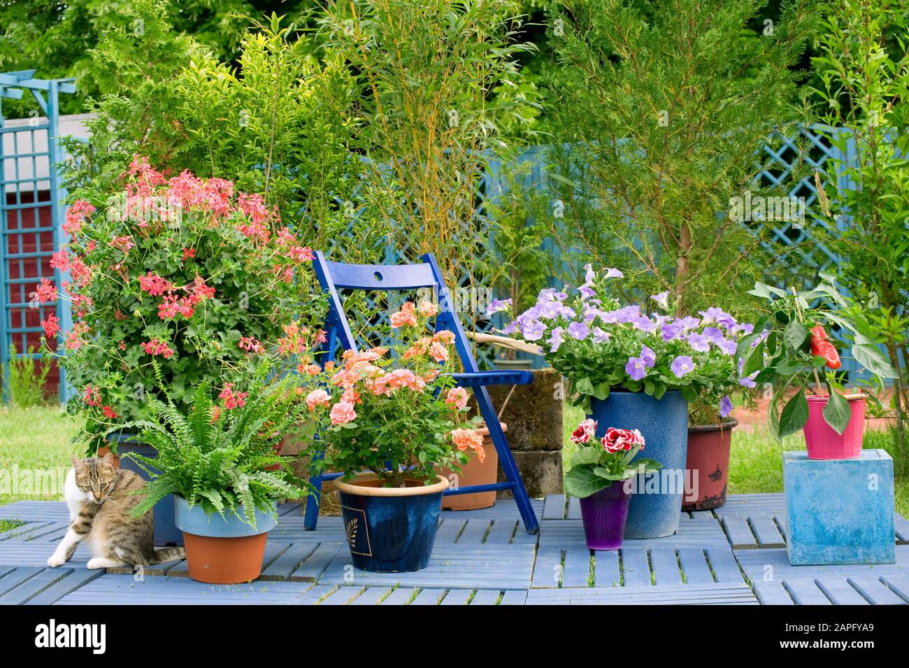 Flowered terrace in spring: Fern (Nephrolepis sp), Petunia (Petunia sp ...