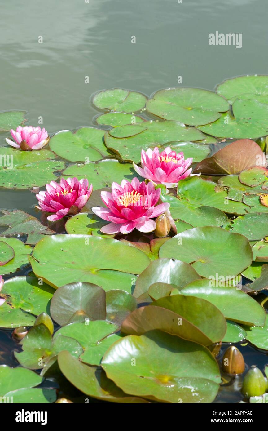 Water lily (Nymphaea sp) in bloom in spring Stock Photo - Alamy