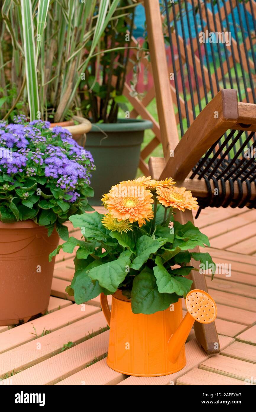 Barberton daisy (Gerbera jamesonii) in a pot on a terrace Stock Photo ...