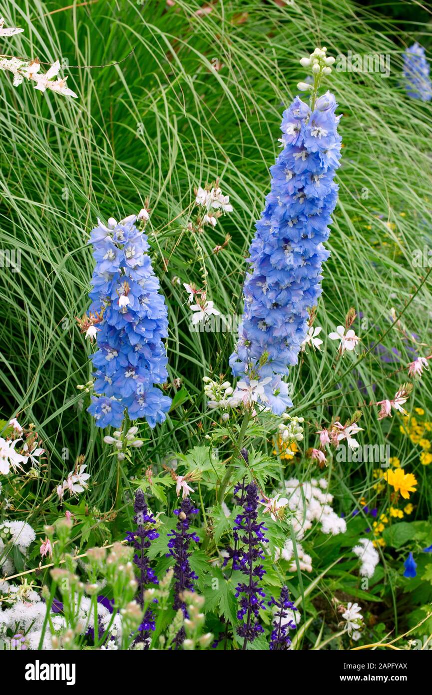 Delphinium (Delphinium sp) in bloom Stock Photo - Alamy