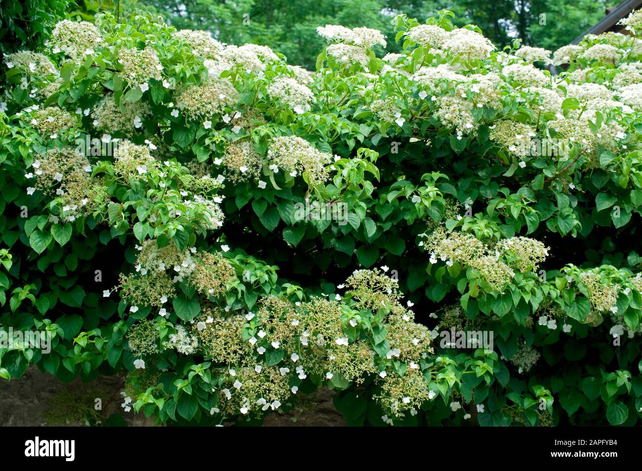 Climbing hydrangea hydrangea petiolaris hi-res stock photography and ...