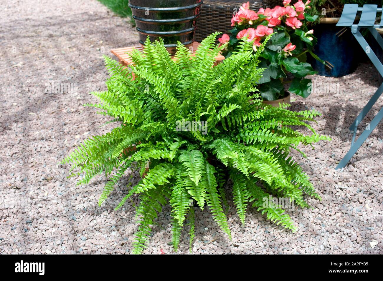 Fern (Nephrolepis sp) in a pot on a flowered terrace Stock Photo - Alamy