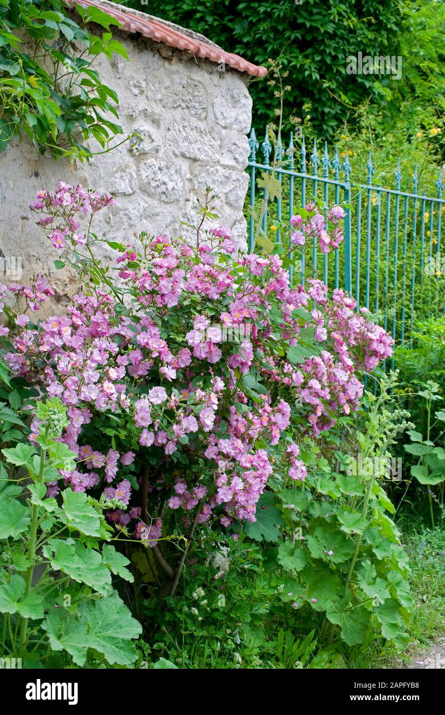Climbing rose against wall Stock Photo - Alamy
