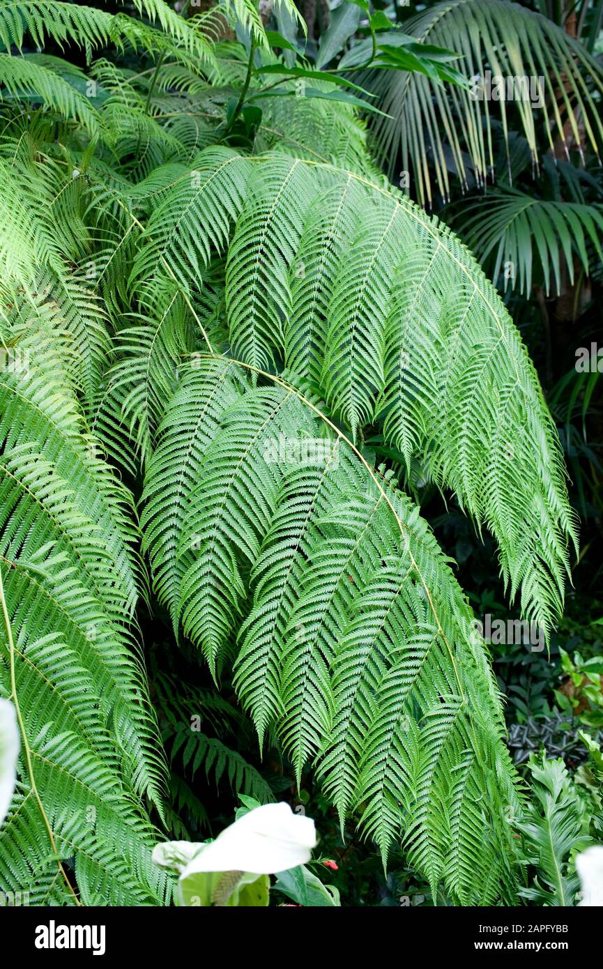 Mexican Tree Fern (Cibotium schiedei) foliage Stock Photo - Alamy