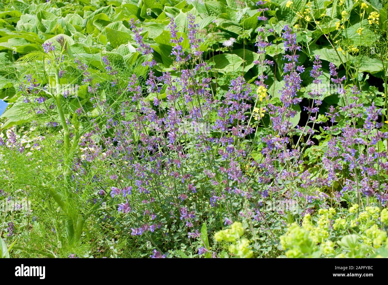 Raceme Catnip (Nepeta racemosa) in bloom Stock Photo - Alamy